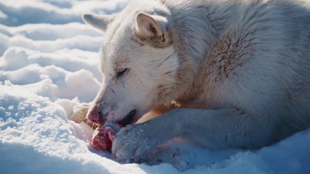 Wolf Eat Stock Footage: Royalty-Free Video Clips - Storyblocks