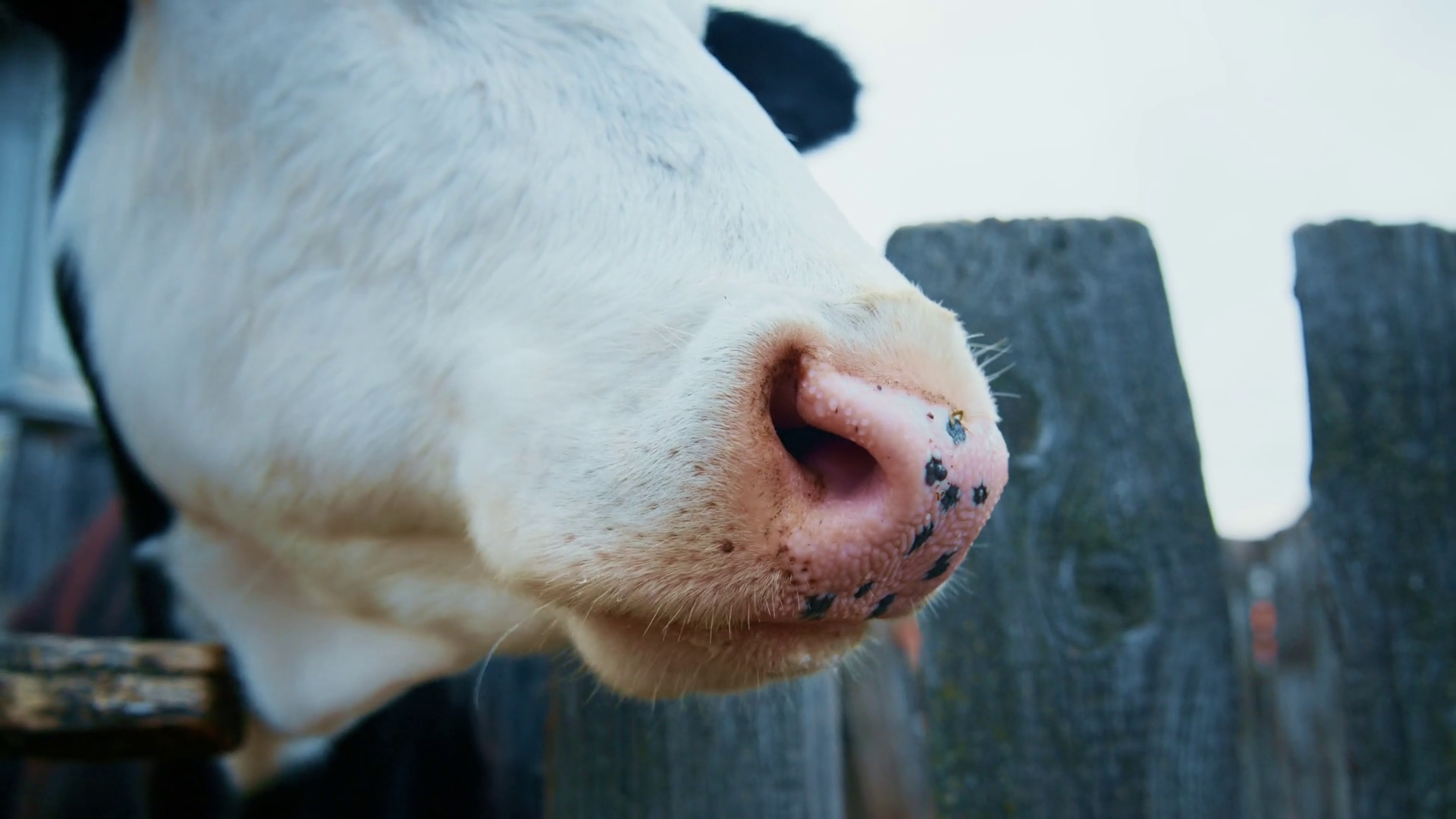 A Distinctive Close-up Of Cow's Nose Reveals Stock Footage SBV ...