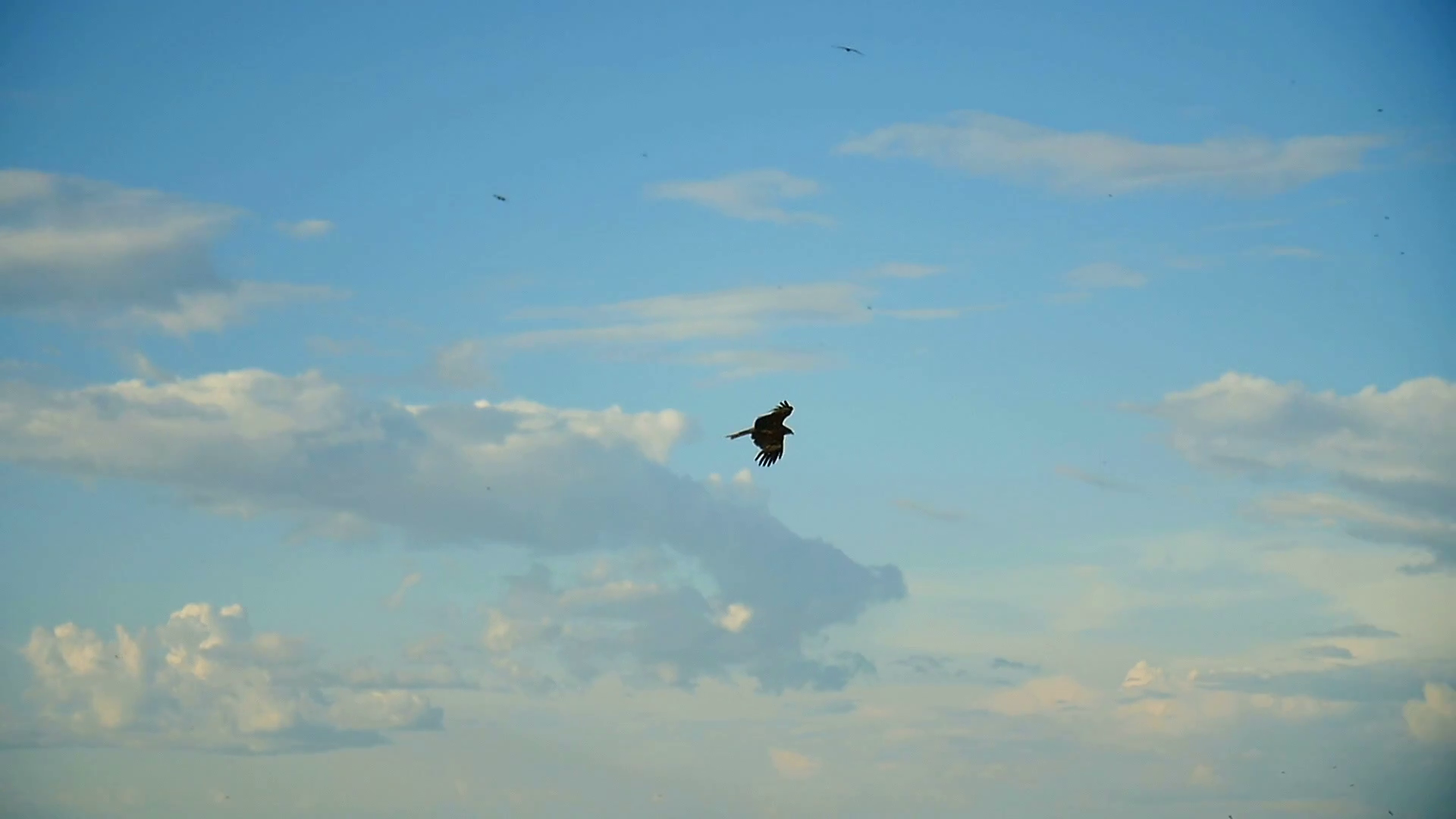 Eagle Flying In Sky Stock Footage SBV-312551384 - Storyblocks