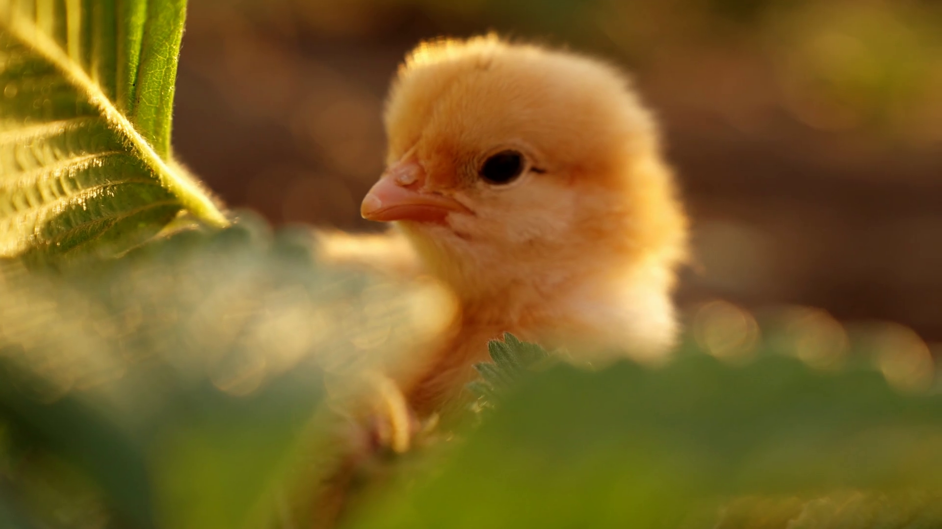 Newly Hatched Chick In Natural Environment Stock Footage SBV-348371643 ...