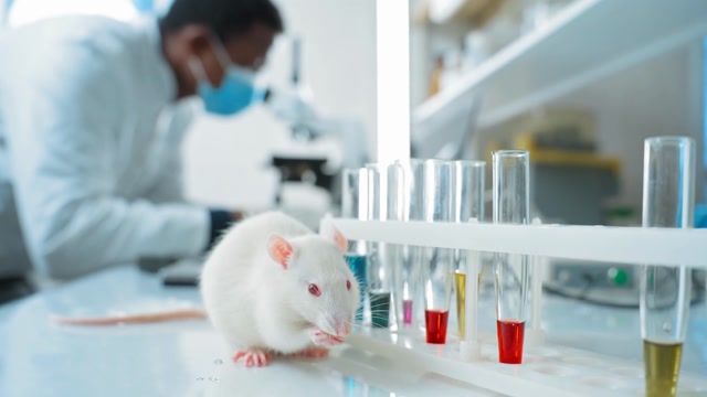 Laboratory Animals Stock Footage: Royalty-Free Video Clips - Storyblocks