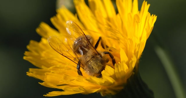 Flower Pollen Stock Footage: Royalty-Free Video Clips - Storyblocks