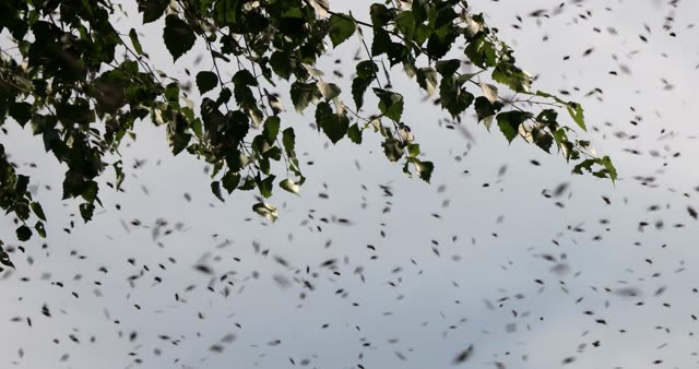 Swarm Flies Stock Footage: Royalty-Free Video Clips - Storyblocks