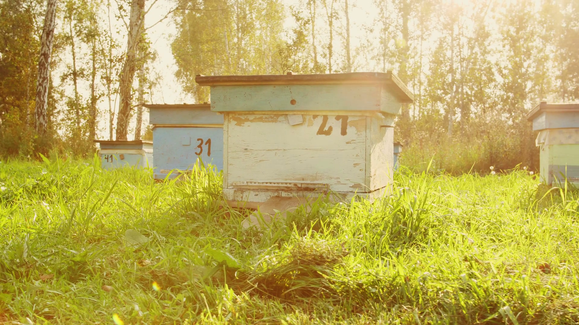 A Number Of Bee Hives At Sunset Stock Footage SBV-317110524 - Storyblocks