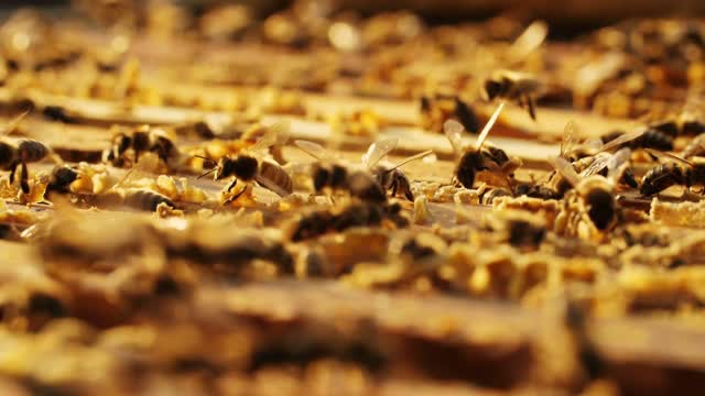 Bees Swarm Stock Footage: Royalty-Free Video Clips - Storyblocks