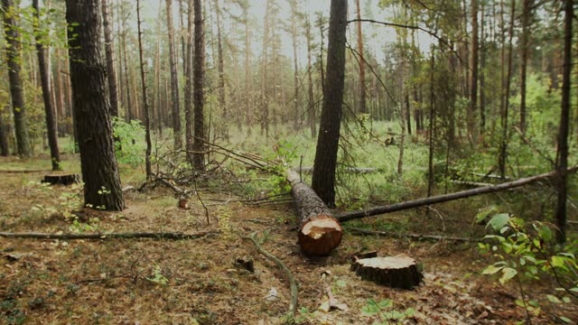 Tree Falling Down Stock Footage: Royalty-Free Video Clips - Storyblocks