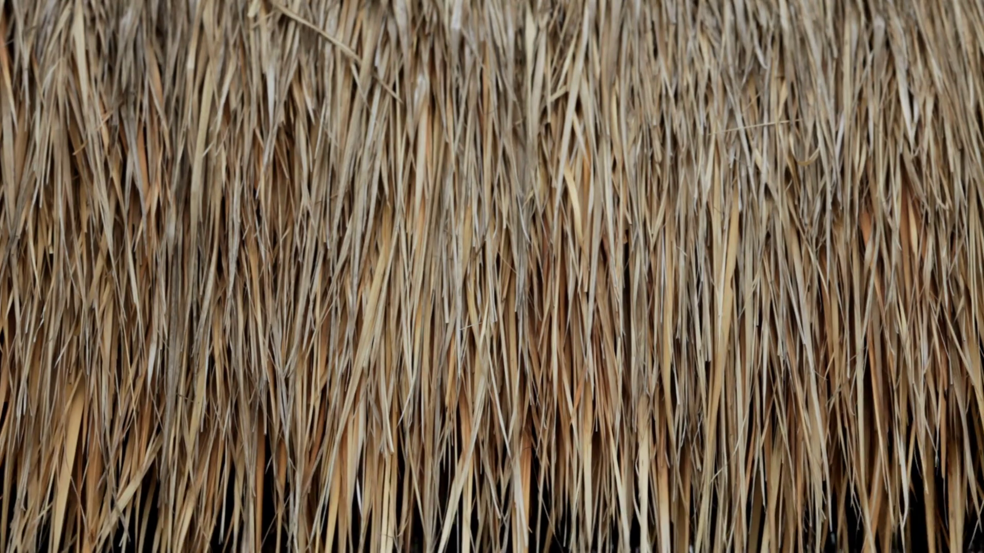 Cu Thatch On Roof Of Hut / Indonesia Stock Footage SBV-311475857 ...