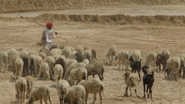 Goat Herder Stock Footage: Royalty-Free Video Clips - Storyblocks