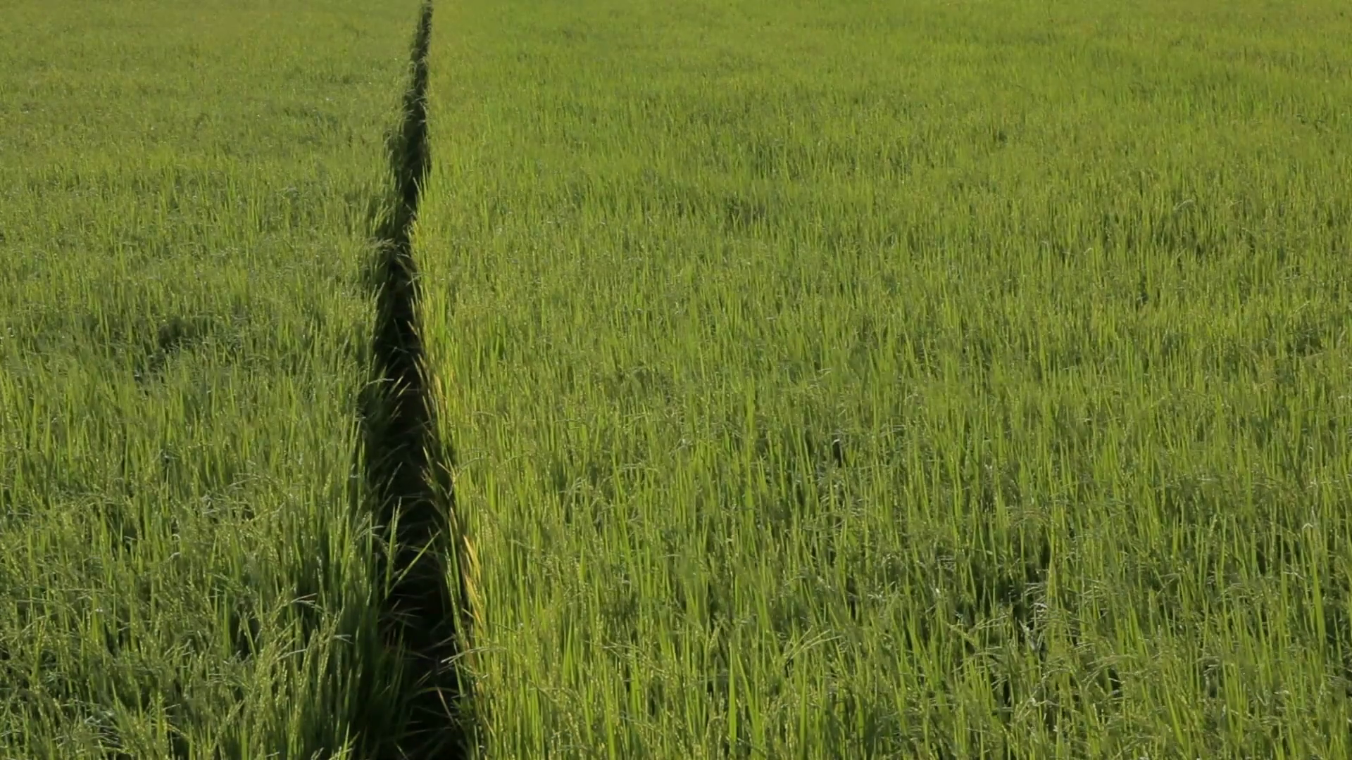 Young Woman Walking Across Rice Paddy In Stock Footage SBV-311374205 ...