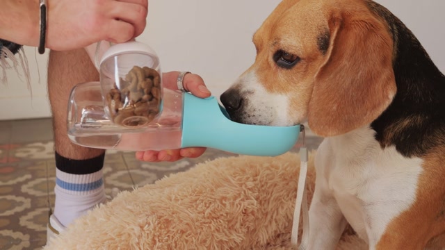 Animation Dog Brushing Teeth Stock Footage: Royalty-Free Video Clips ...