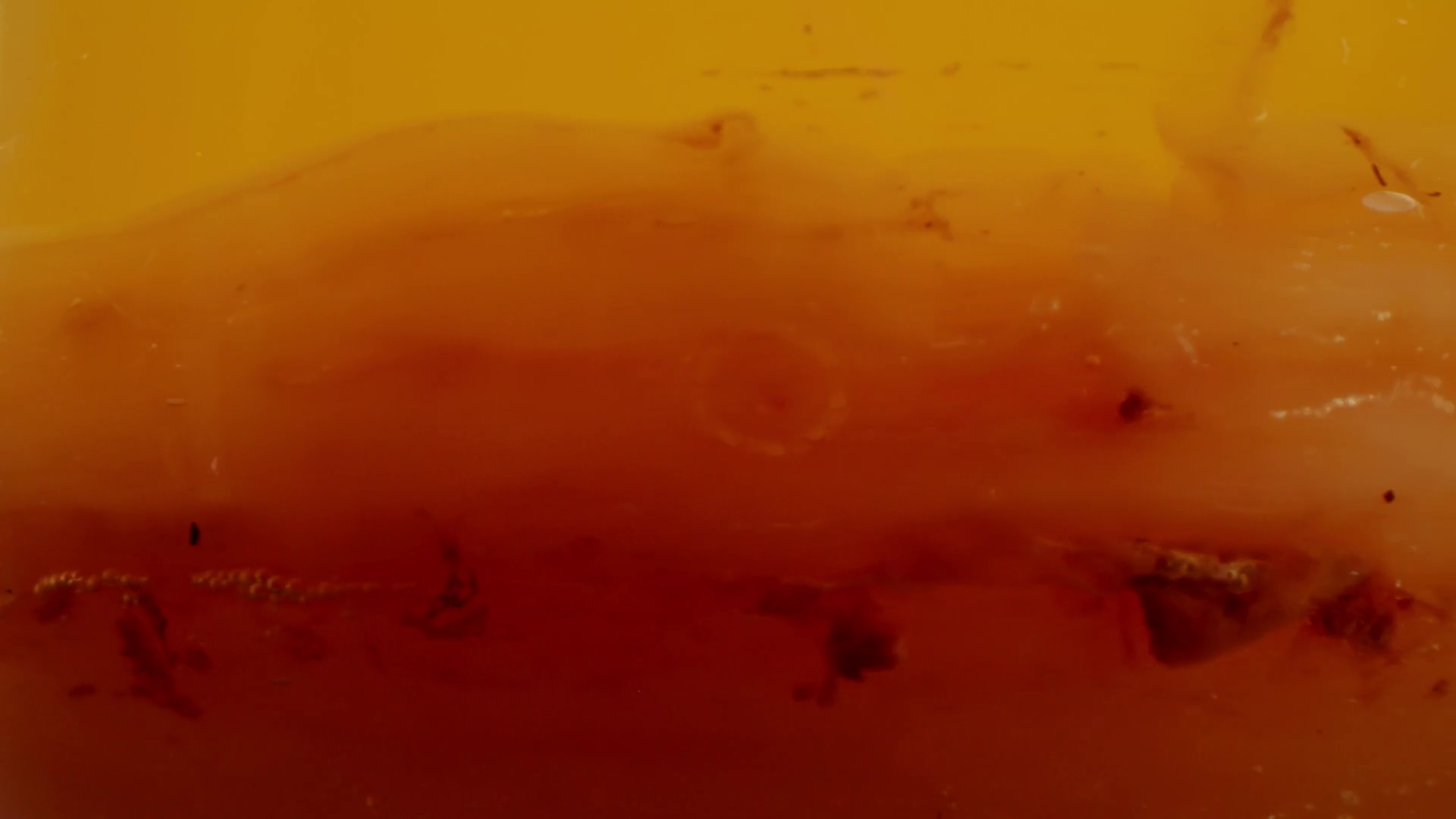 Kombucha Tea Scoby Fungus Homemade Kombucha Stock Footage SBV-351688470 ...