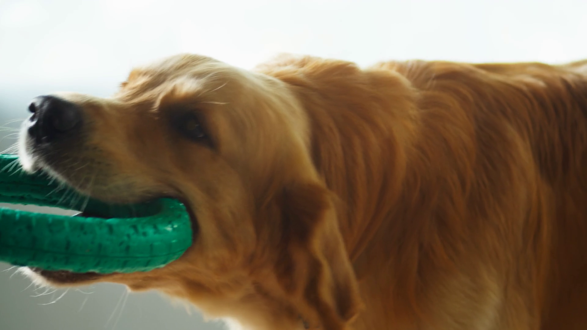 Golden retriever holding ring close-up. Trained dog pulling toy. Happy ...