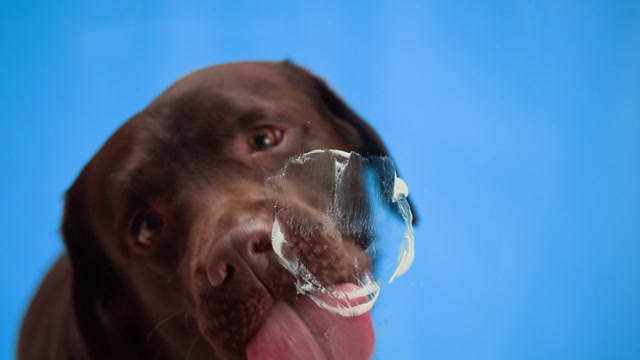 Dog Licking Glass Stock Footage: Royalty-Free Video Clips - Storyblocks