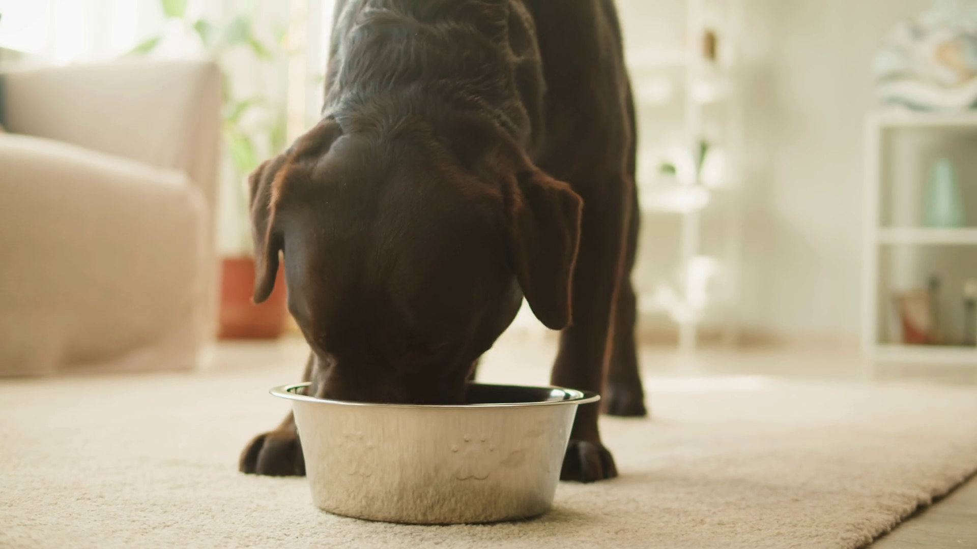 Labrador Dog Eating Hungry Brown Retriever Stock Footage SBV-347321192 ...