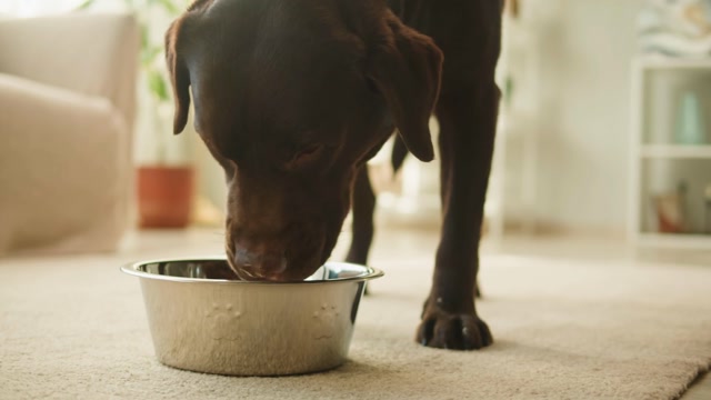 Labrador Retriever Eating Stock Footage: Royalty-Free Video Clips ...