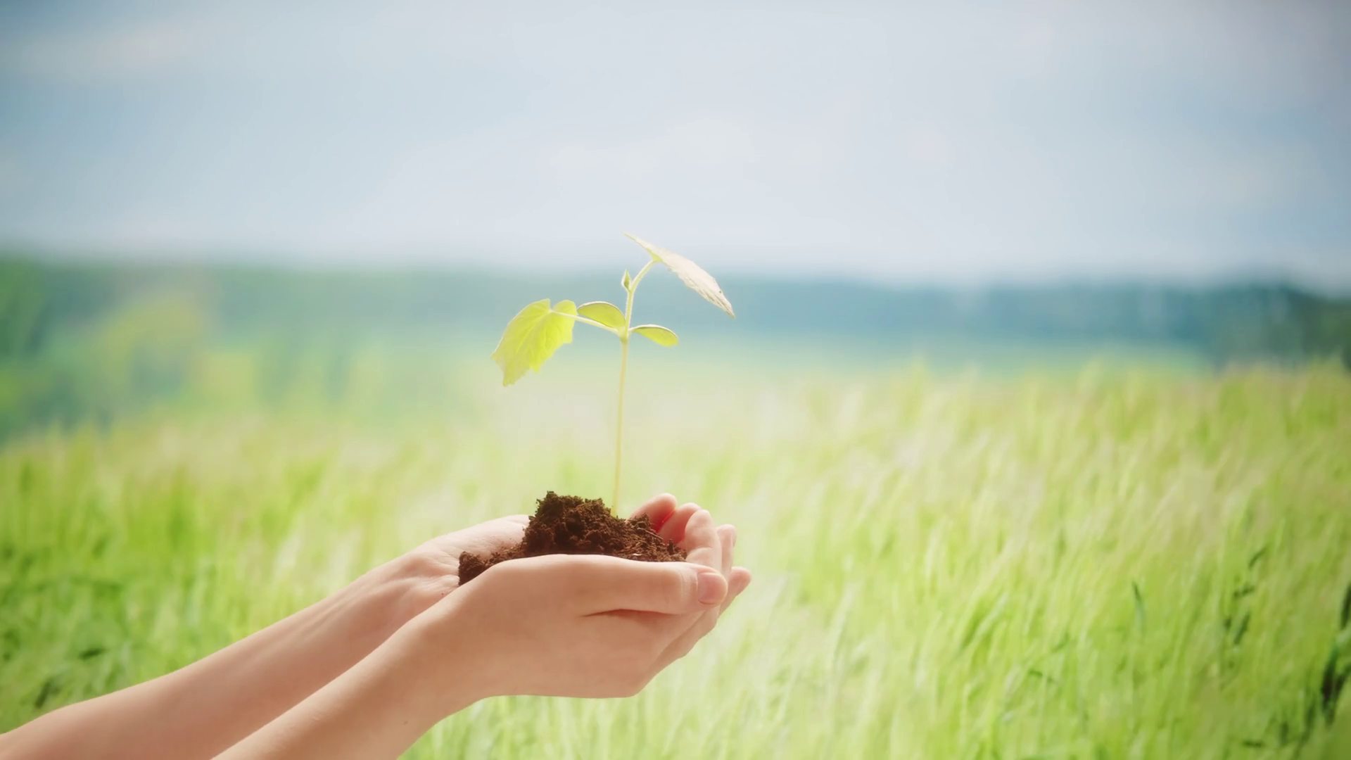 Green Plant Sprout In Hands Close-up Stock Footage SBV-348393202 ...