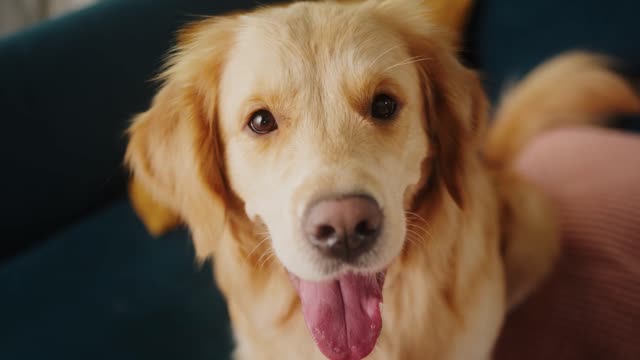 Running Nose Stock Footage: Royalty-Free Video Clips - Storyblocks