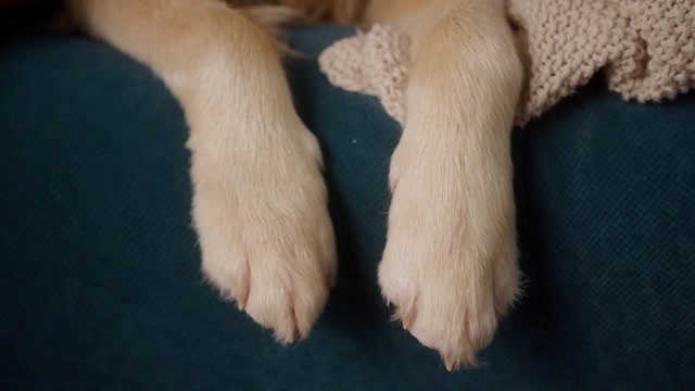 Paw Prints Stock Footage: Royalty-Free Video Clips - Storyblocks