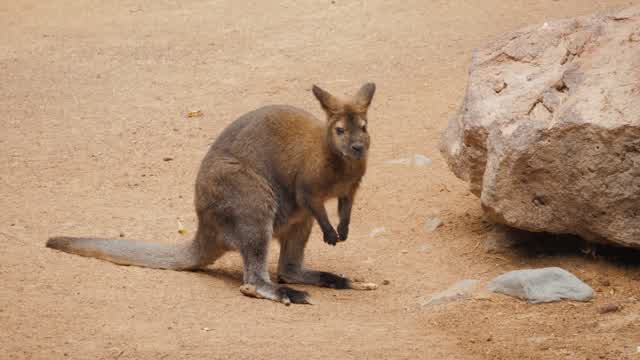 Swamp Wallaby Stock Footage: Royalty-Free Video Clips - Storyblocks
