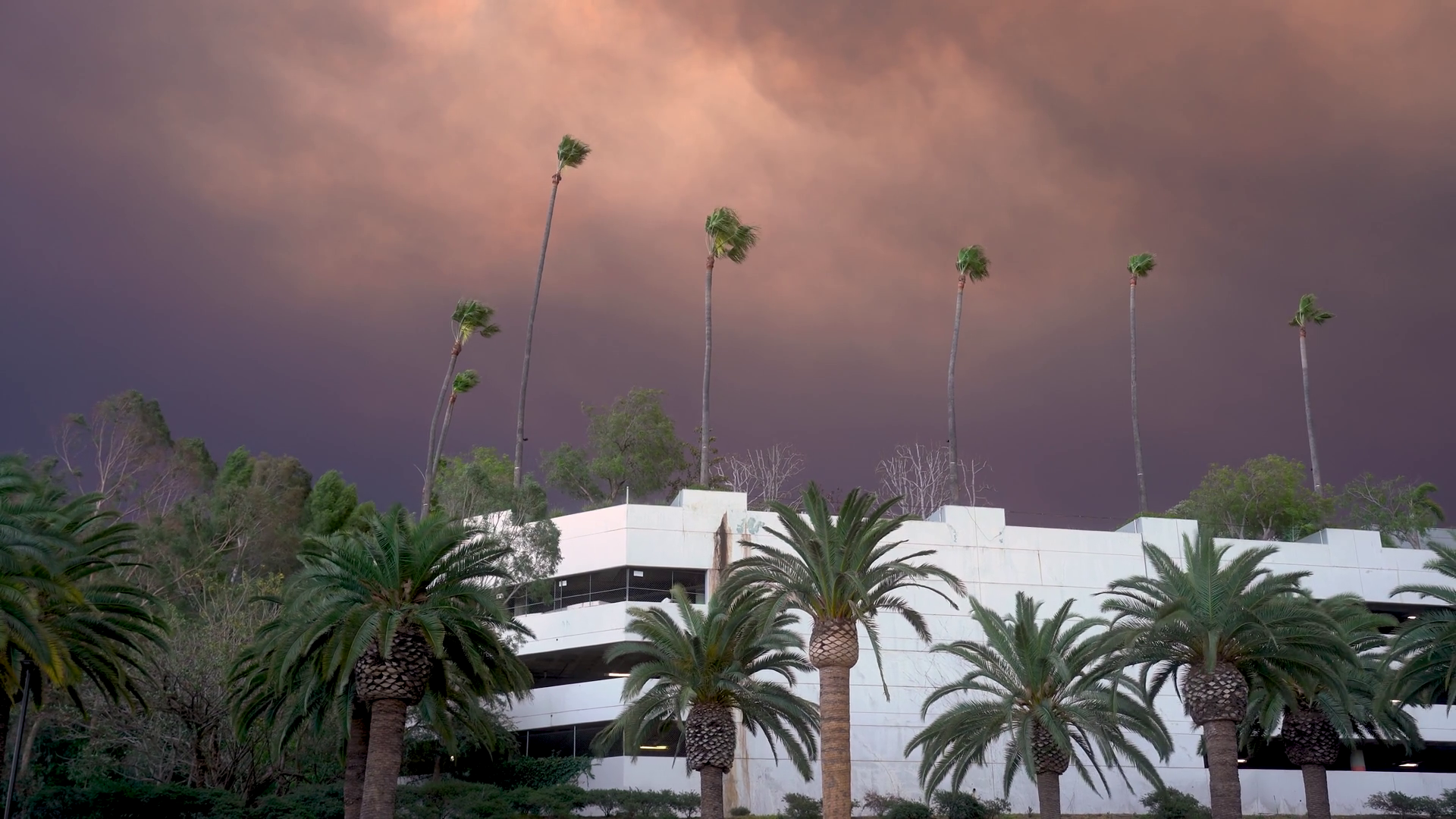 Wildfire Smoke Over Palm Trees Near Stock Footage SBV-351728951 ...