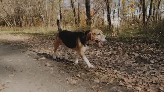 Hound Dog Stock Footage: Royalty-Free Video Clips - Storyblocks