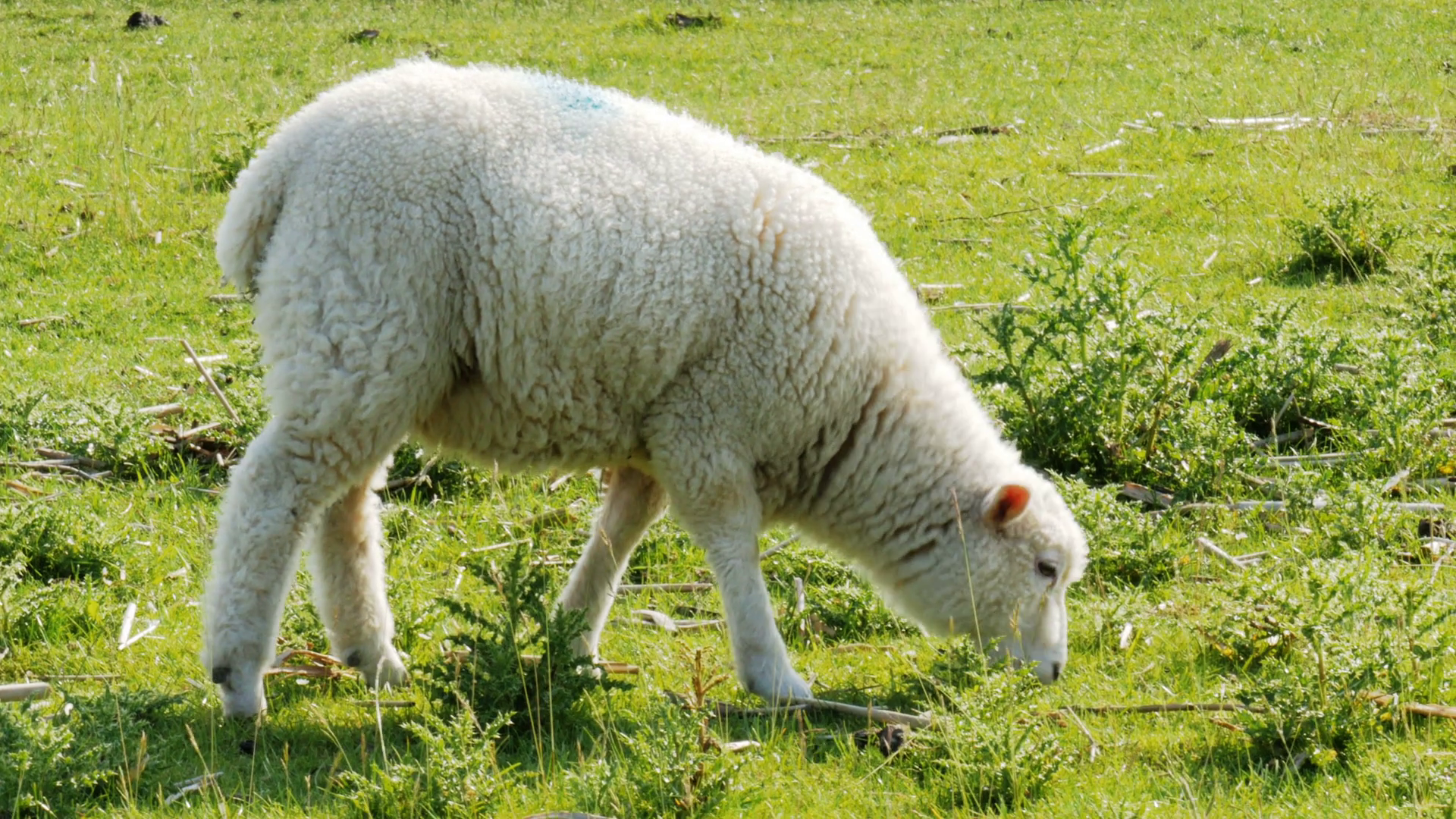 A Lamb Grazing In Sunny Day On Green Field Stock Footage SBV-335619220 ...