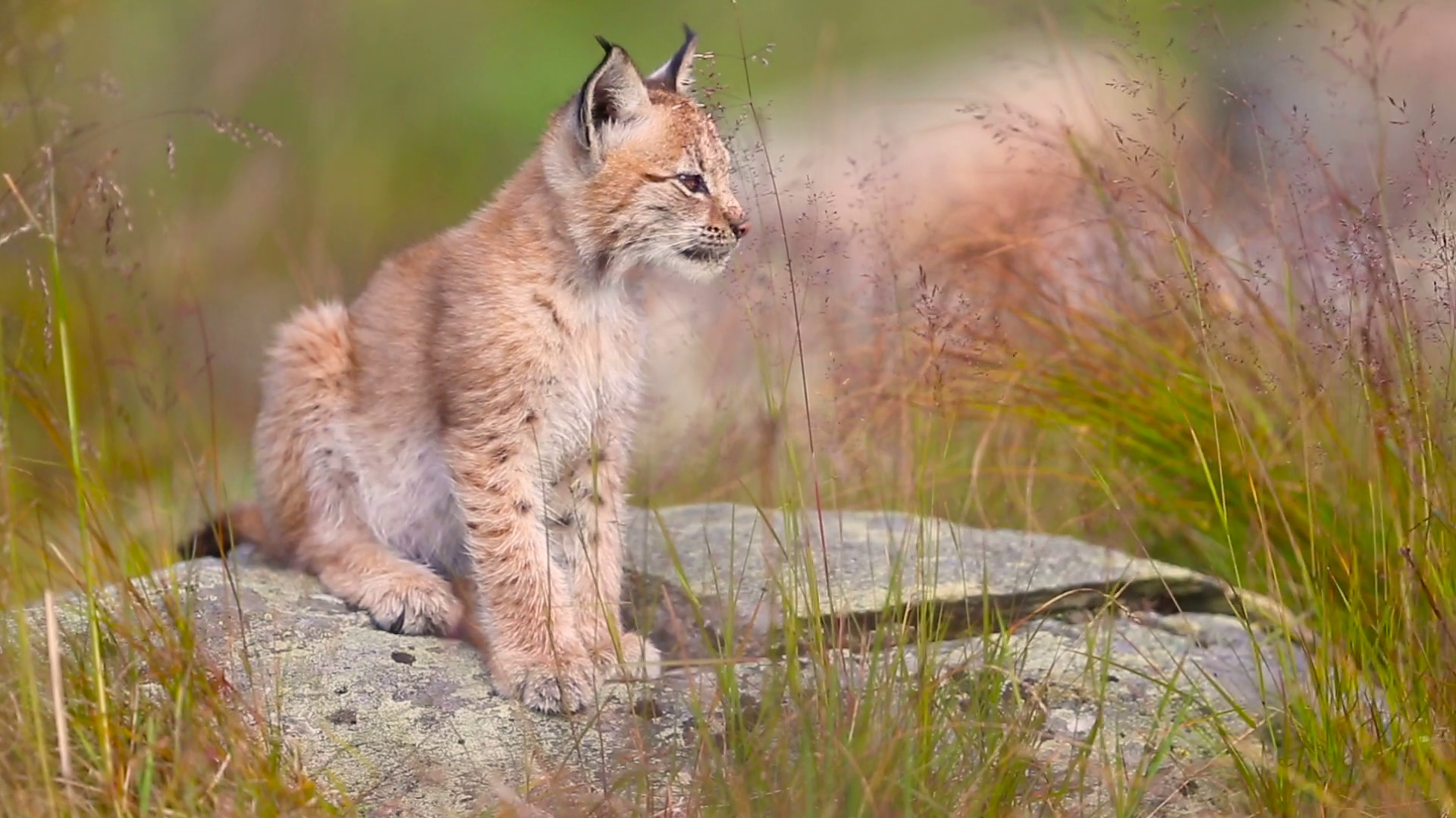 Cute young lynx sitting and yawning Stock Video Footage - Storyblocks