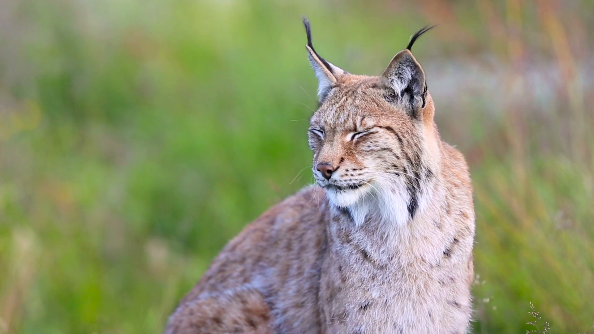 Female Lynx Sitting In Grass Meadow Stock Footage SBV-308608491 ...