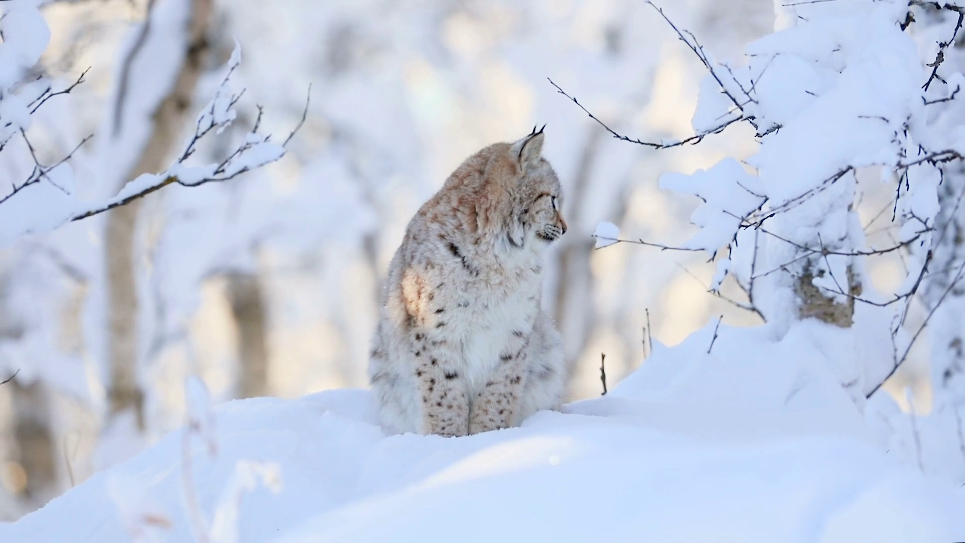 Lynx Cub In Cold Winter Forest Stock Footage SBV-308608613 - Storyblocks
