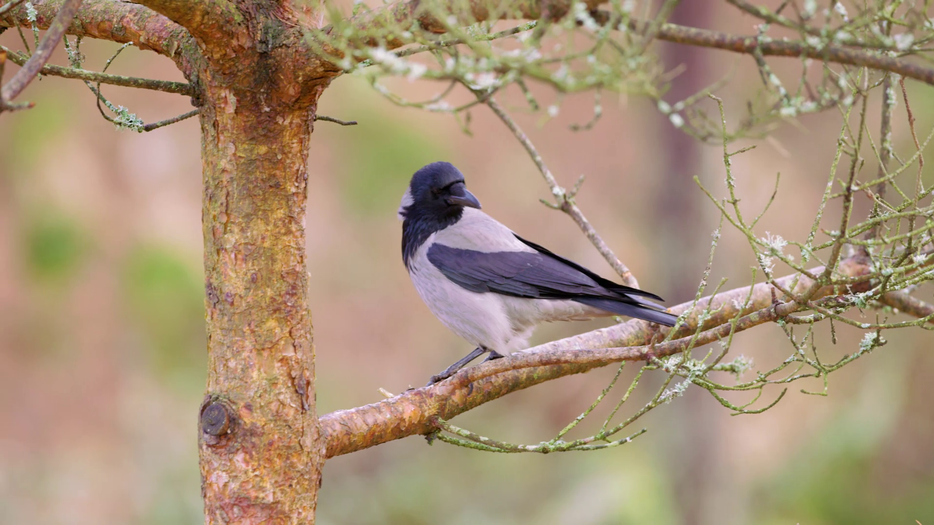Magpie Crow Bird Sitting On Branch In Tree Stock Footage SBV-312001165 ...
