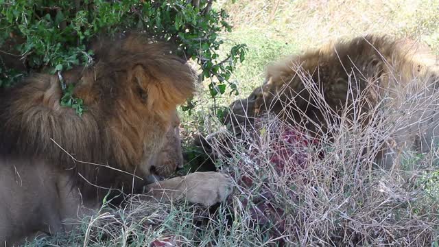 Eating Blood Stock Footage: Royalty-Free Video Clips - Storyblocks