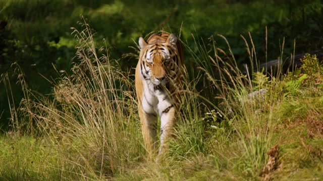 Download Royalty Free Tiger Video Clips l Tiger Stock Footage