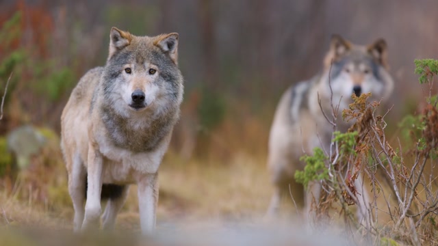 Wolf Pack Running | Animals stock footage - Storyblocks
