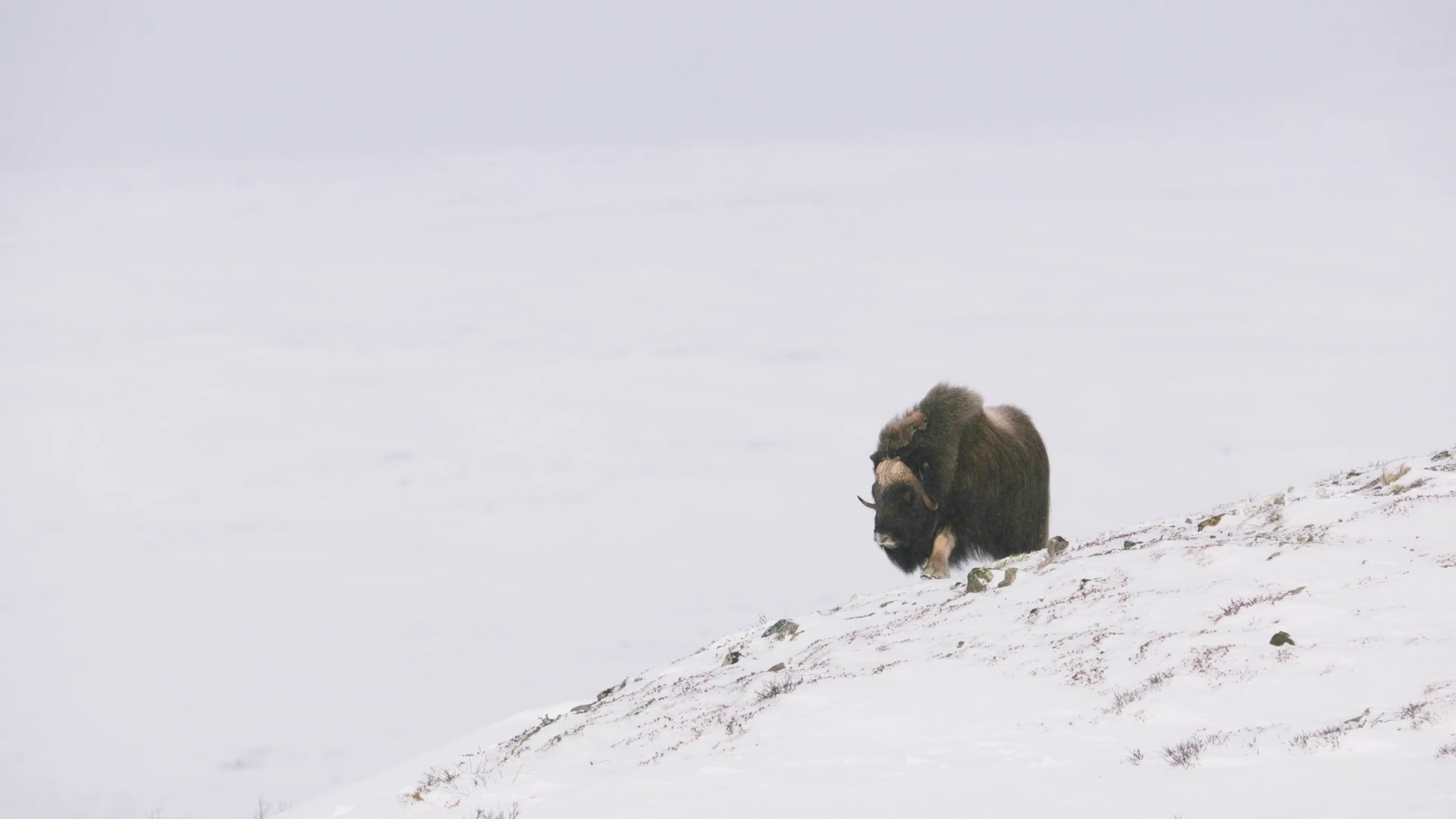 Large Musk Ox Walking In Heavy Snow Blizzard Stock Footage SBV ...