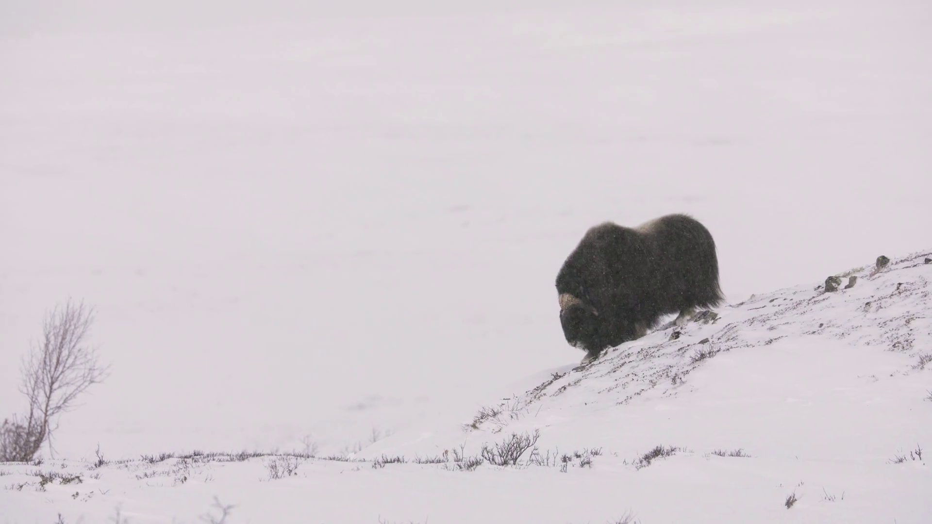 Large Musk Ox Walking In Heavy Snow Blizzard Stock Footage SBV ...