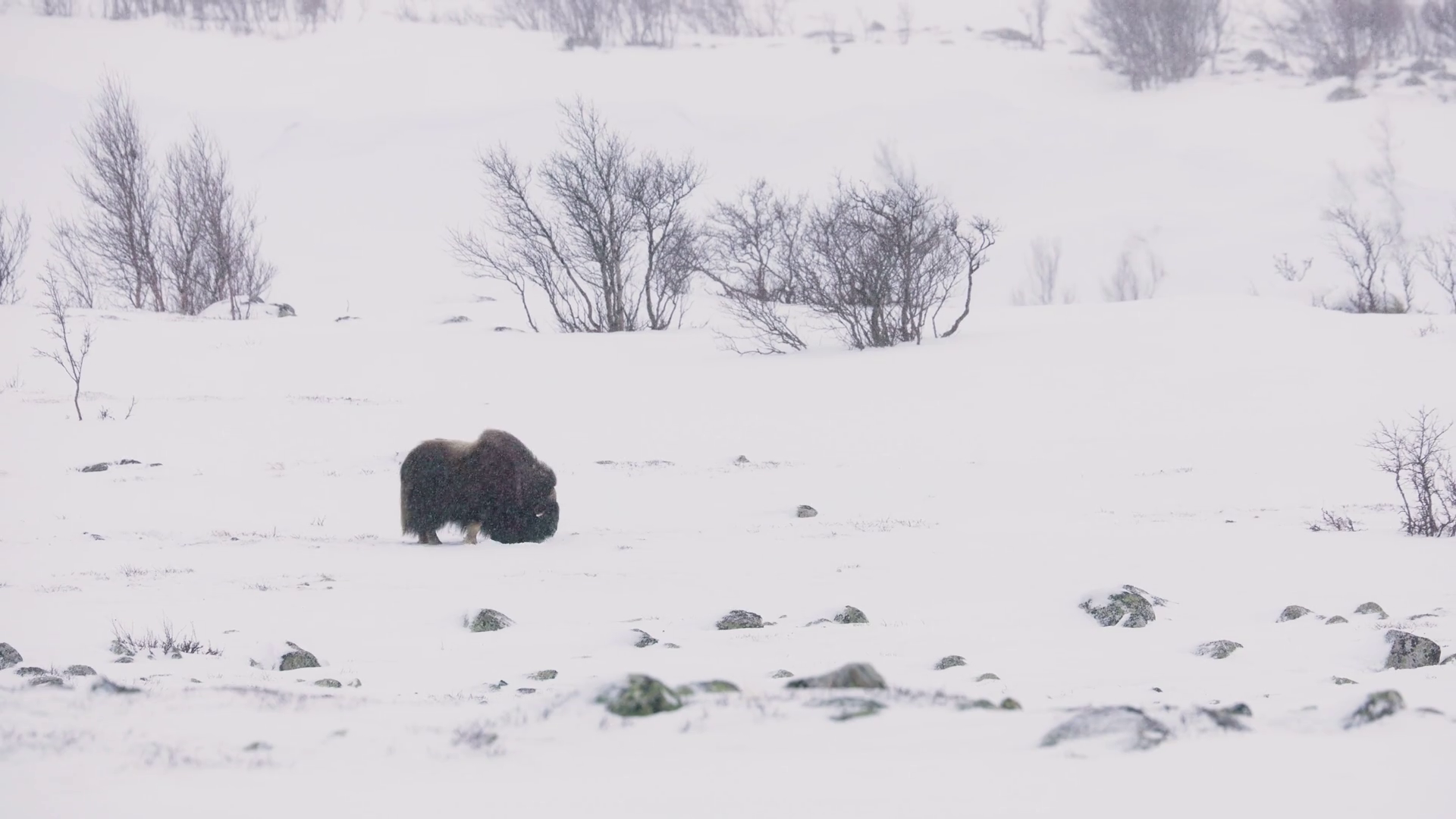 Large Musk Ox Walking In Heavy Snow Blizzard Stock Footage SBV ...