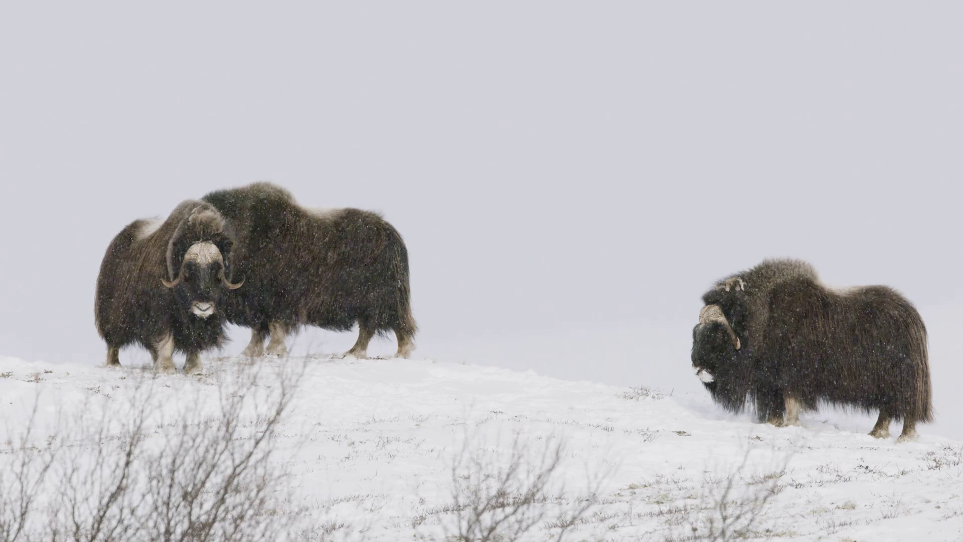 Three Musk Oxes In Dovre Mountains In Heavy Stock Footage SBV-348580875 ...