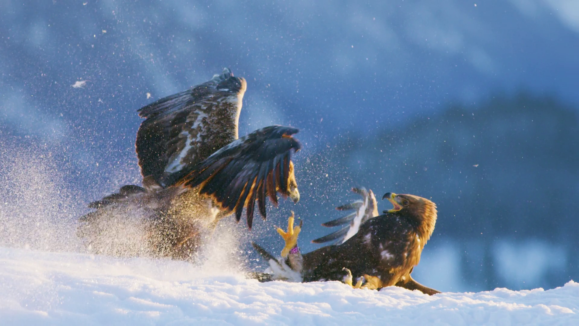 Brutal Fight Between Two Large Eagles In Stock Footage SBV-331059267 ...
