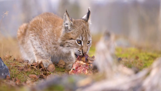 Lynx Eating Stock Footage: Royalty-Free Video Clips - Storyblocks