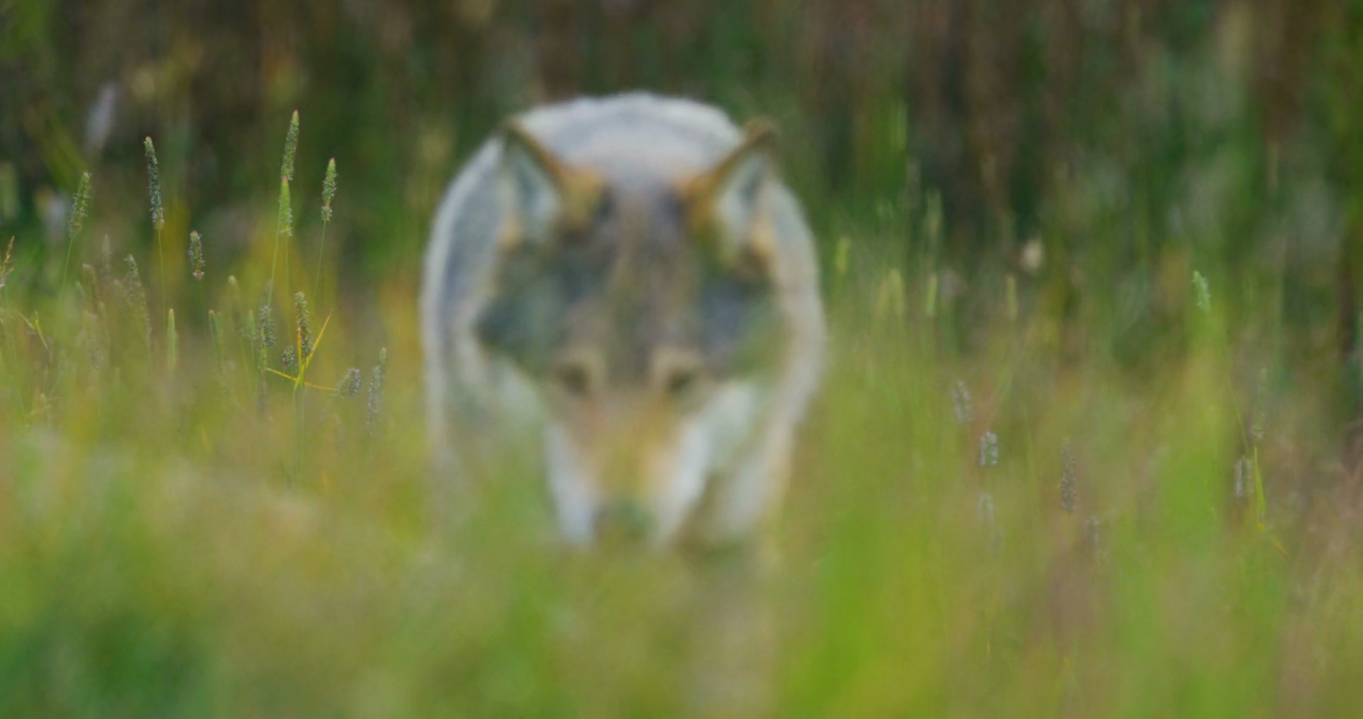 Close-up Of Wild Male Wolf Walking In Grass Stock Footage SBV-319104254 ...