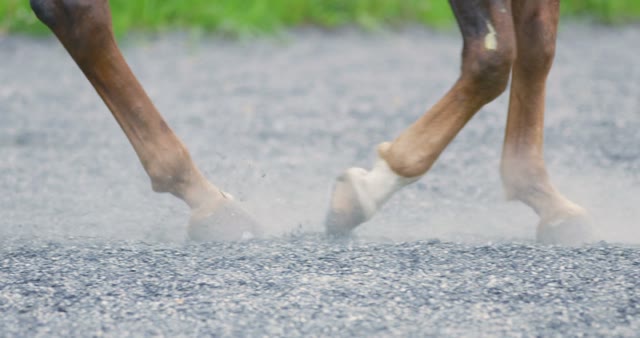 Horse Running Loop Stock Footage: Royalty-Free Video Clips - Storyblocks
