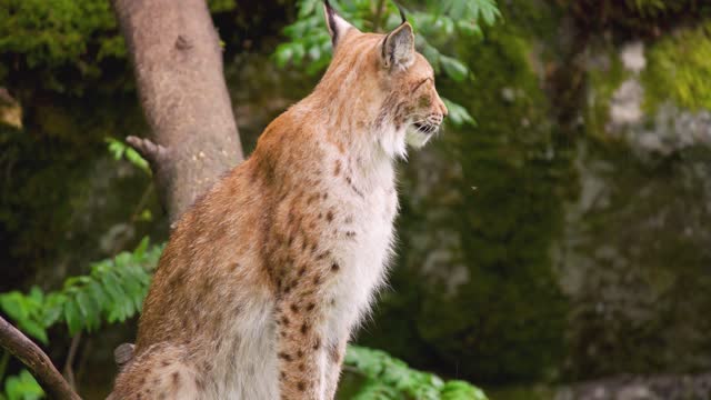 Bobcat Cat Stock Footage: Royalty-Free Video Clips - Storyblocks