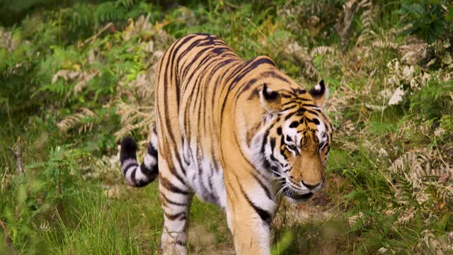 Tiger Walking Stock Footage: Royalty-Free Video Clips - Storyblocks
