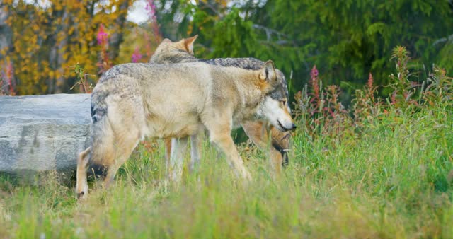 Wolf Pack Stock Footage: Royalty-Free Video Clips - Storyblocks