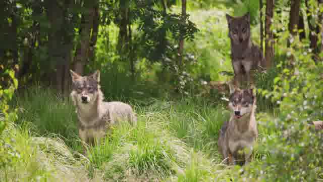 Wolf Pack Stock Footage: Royalty-Free Video Clips - Storyblocks