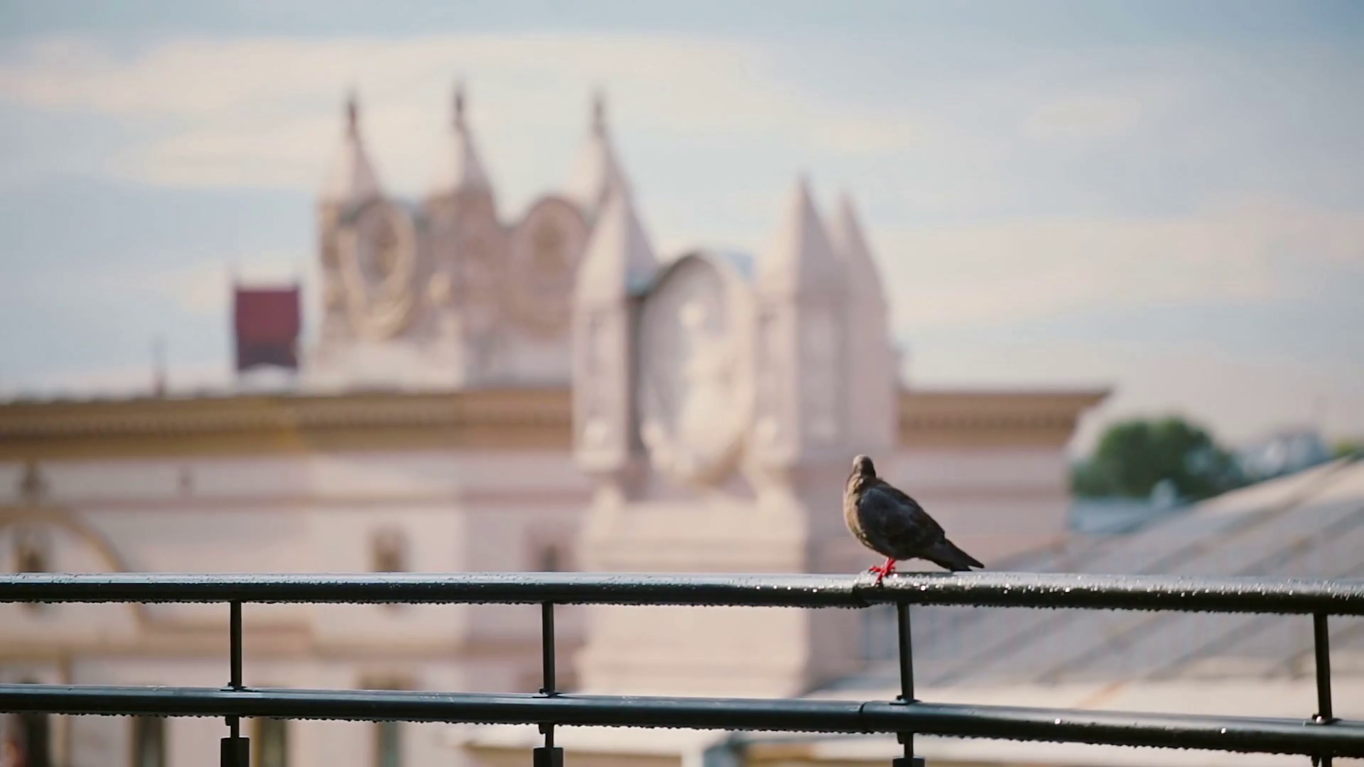 Birds Sitting On Roof Parapet In Sunny Day Stock Footage SBV-313140089 ...