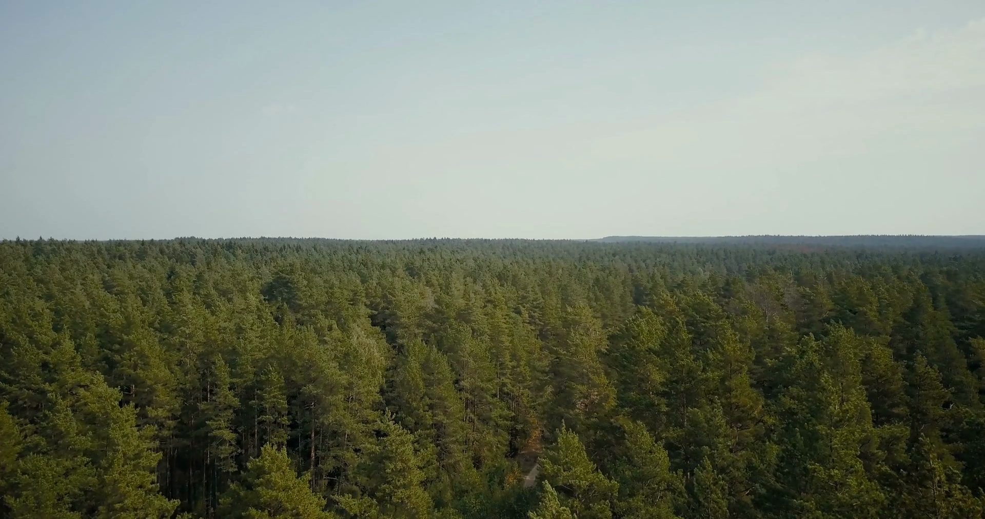 Drone flying over picturesque forest view. Aerial 4K birds eye shot of ...