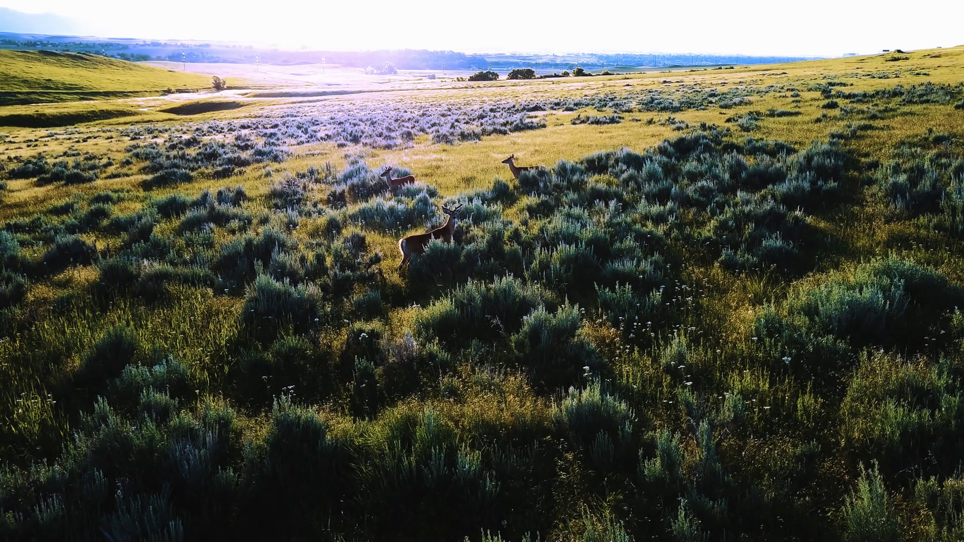 Drone Flying Very Close Following Wild Deer Stock Footage SBV-327973251 ...