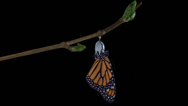 Chrysalis Metamorphosis Cocoon Transformation Stock Footage: Royalty ...