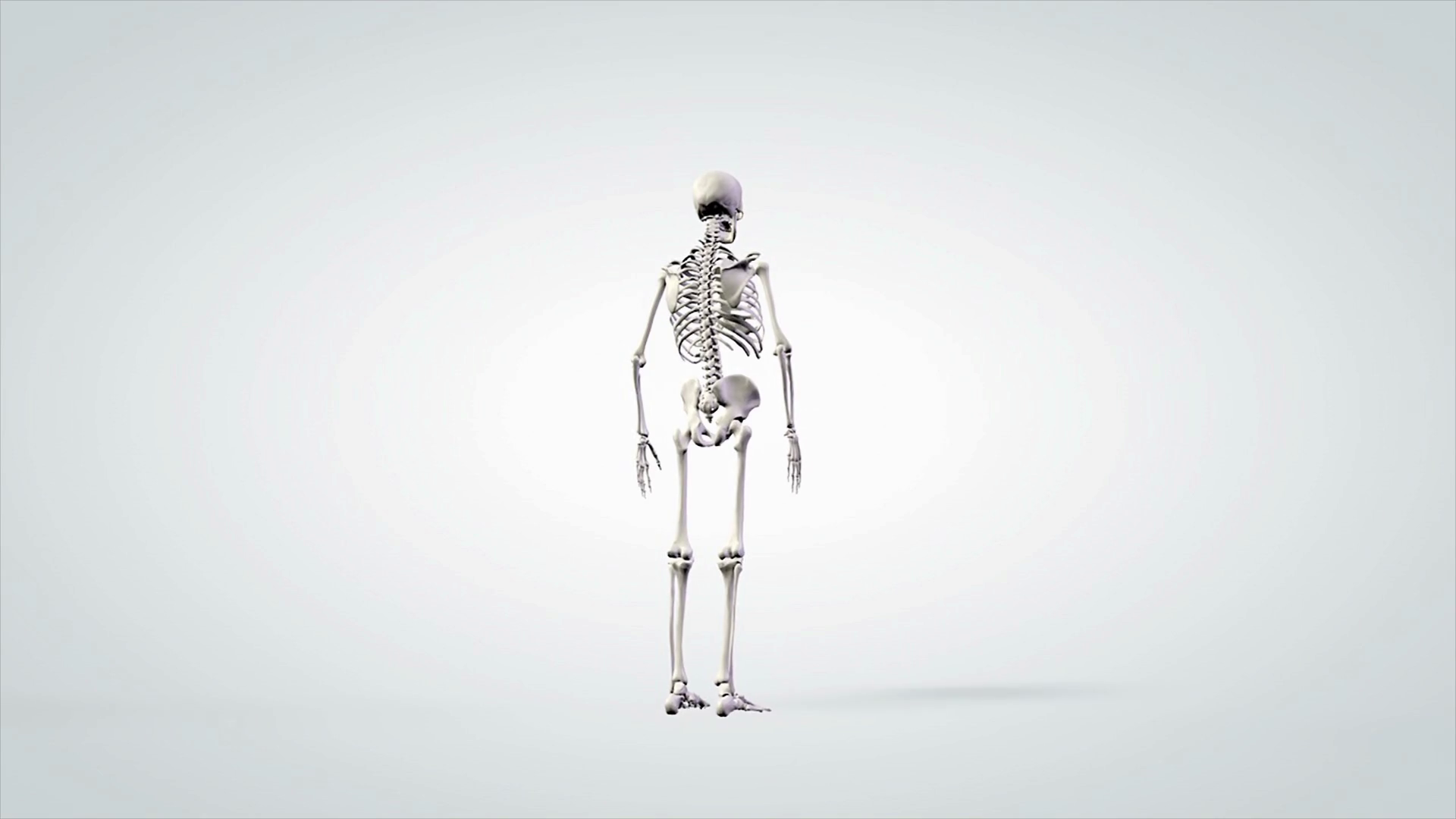 3d Anatomical Model Human Skeleton Slowly Stock Motion Graphics SBV ...